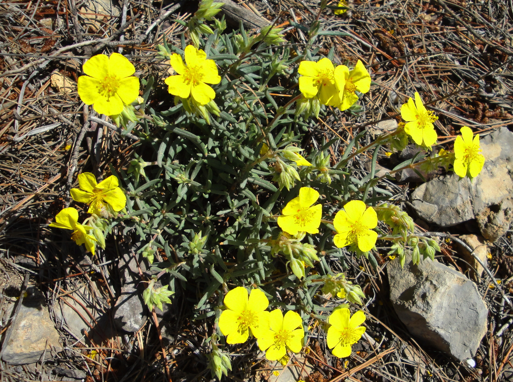 Rock Rose – Bealumix